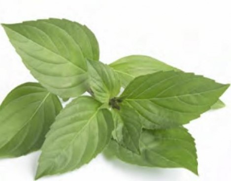 Los 5 Tipos de Albahaca más populares 】 - ESPECIAS.BLOG