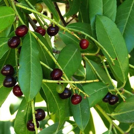 Qué tipo de laurel es comestible? Los 5 tipos de laurel 】 - ESPECIAS.BLOG