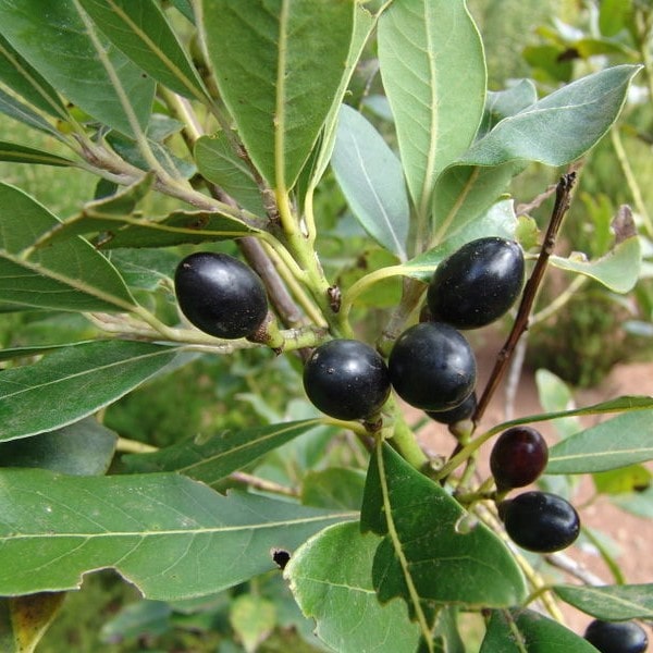 Qué tipo de laurel es comestible? Los 5 tipos de laurel 】 - ESPECIAS.BLOG